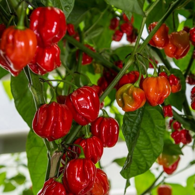 Fatalii Gourmet Naga Morich Slices - Mökkimies.com